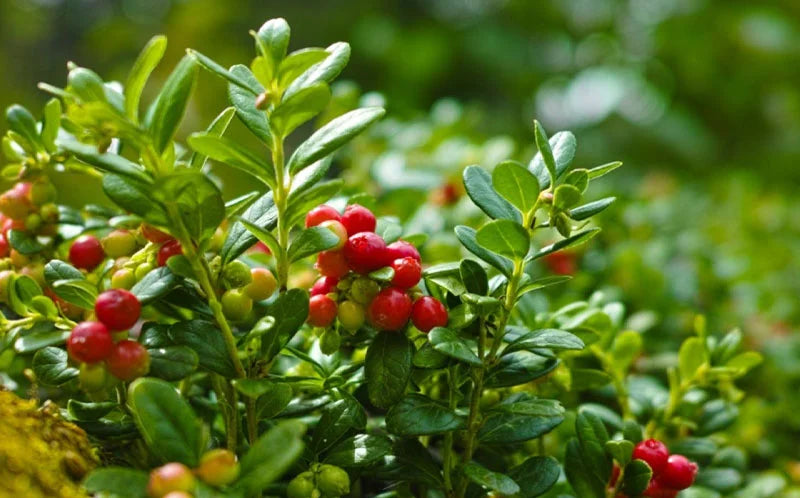 Cranberry Sachet vs. Capsule: What's Right for You? – VERSUS™